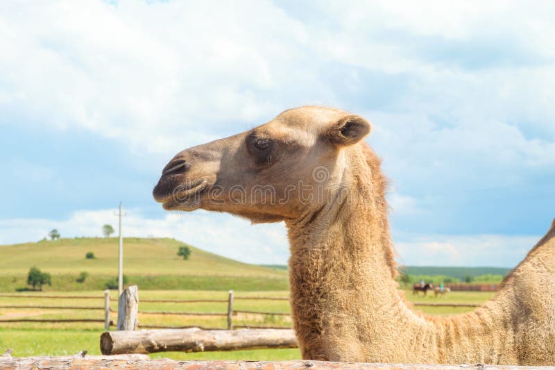 Head of a Bactrian Camel. Side View Stock Photo - Image of camel, face ...