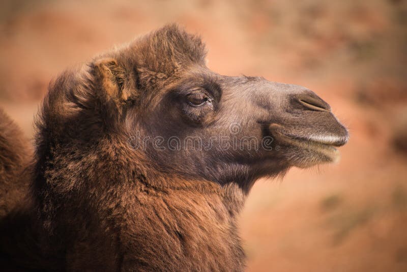 Head Bactrian camels stock image. Image of emirates, arab - 61747417