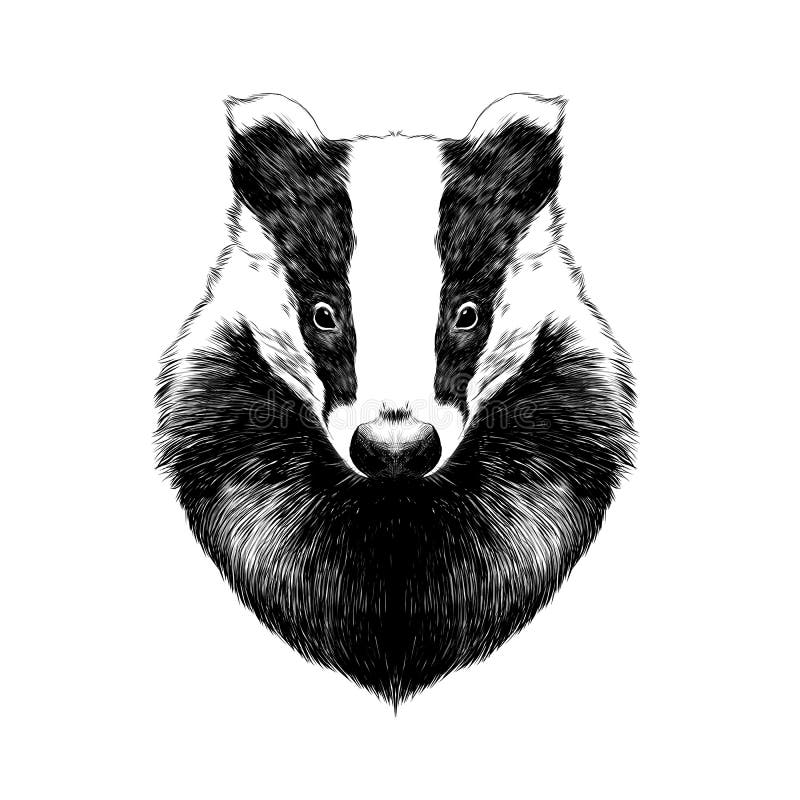 Badger Stock Illustrations – 9,683 Badger Stock Illustrations, Vectors ...