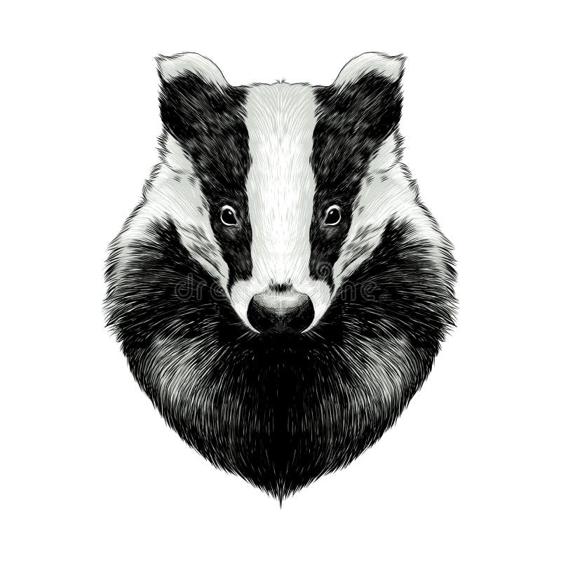 Badger Head Logo Icon Designs Vector Illustration Mono Line Style ...