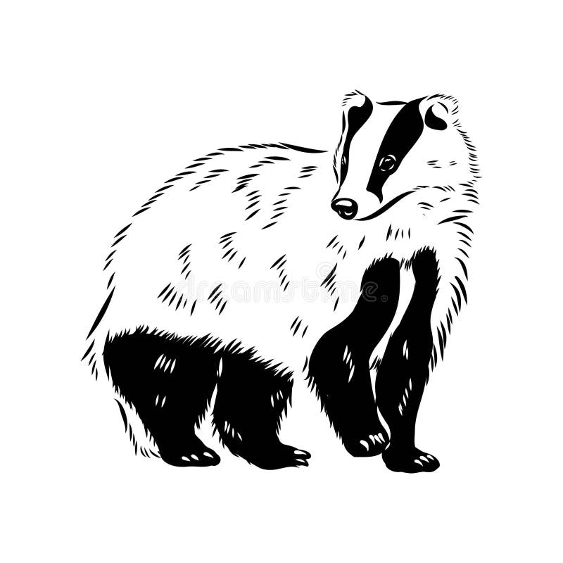 Head Badger Symmetric, Sketch Vector Graphics Color Picture Stock ...