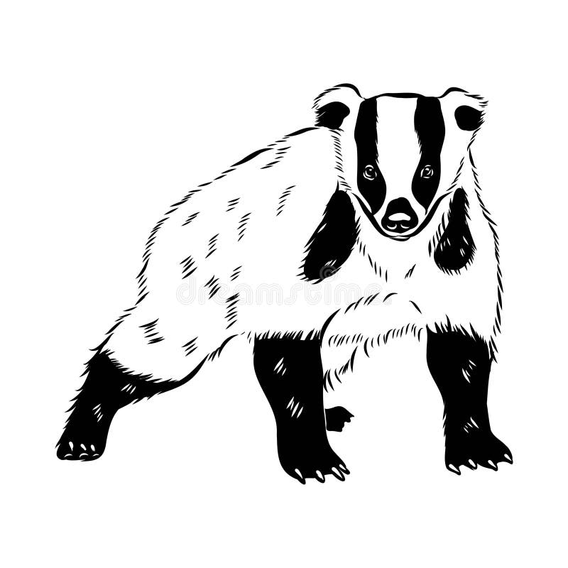 Head Badger Symmetric, Sketch Vector Graphics Color Picture Stock ...