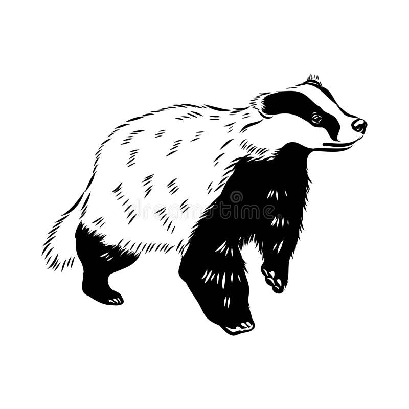 Head Badger Symmetric, Sketch Vector Graphics Color Picture Stock ...