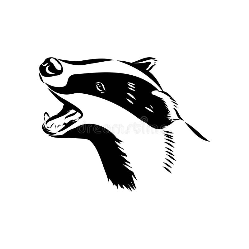Head Badger Symmetric, Sketch Vector Graphics Color Picture Stock ...