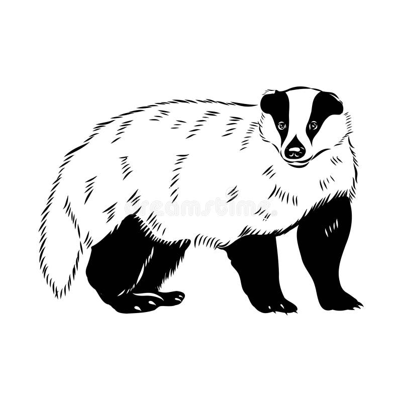 Head Badger Symmetric, Sketch Vector Graphics Color Picture Stock ...
