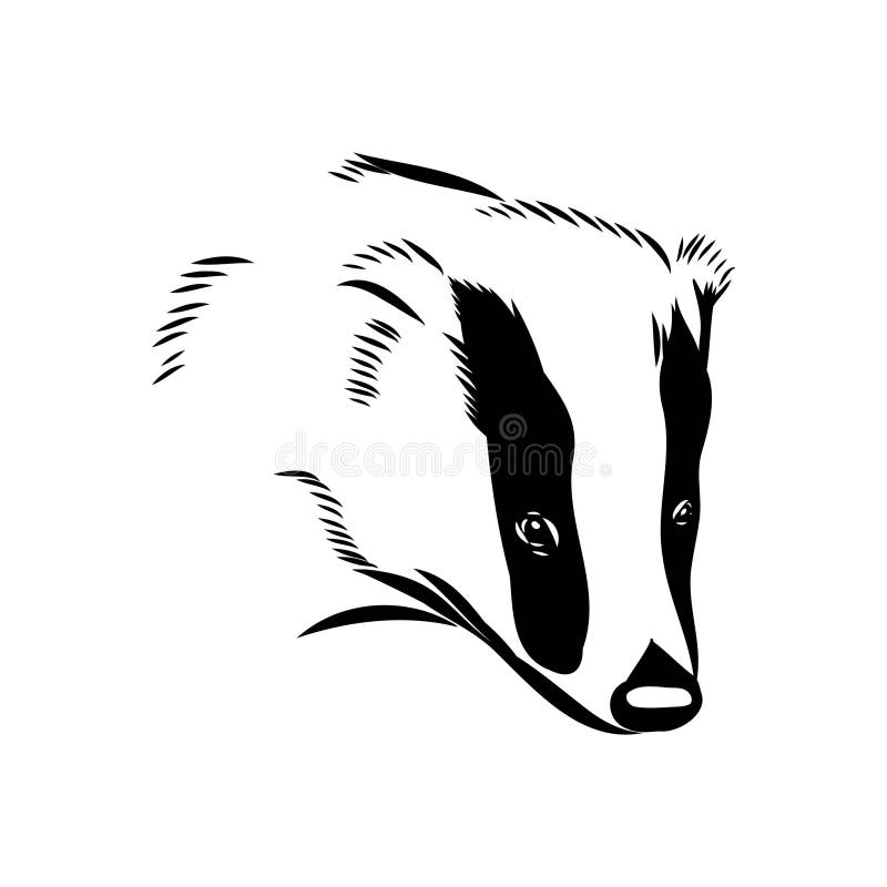 Head Badger Symmetric, Sketch Vector Graphics Color Picture Stock ...