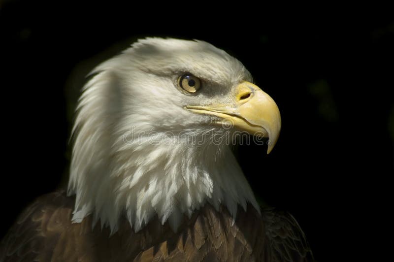 Head of Bald Eagle stock photo. Image of bird, animals - 1207206