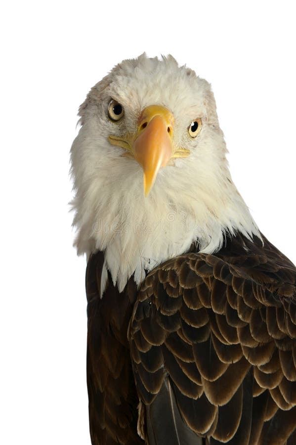 Head of Bald Eagle in Side Angle View Stock Photo - Image of ...