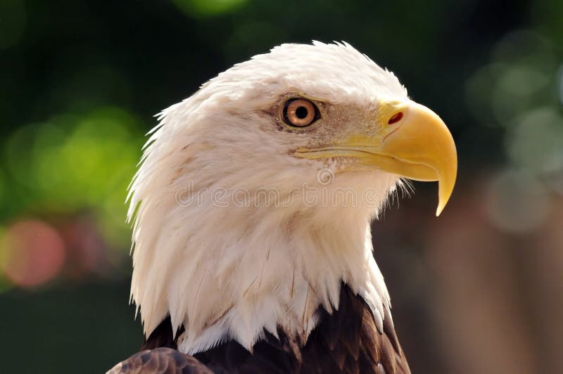 American Bald Eagle Nature Bird Wildlife Stock Image - Image of animal ...