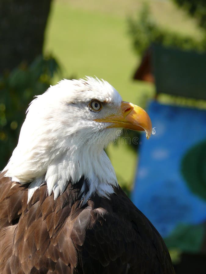 Head of a bald eagle stock photo. Image of brown, head - 151403444