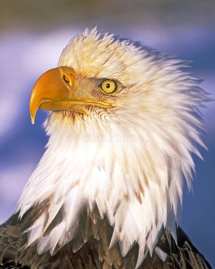 Head of Bald Eagle stock photo. Image of animals, white - 86419844