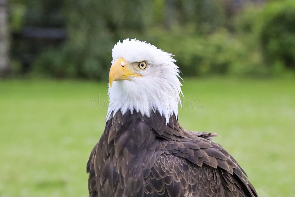 Head of a Bald Eagle during a Photo Workshop Stock Image - Image of predatory, flight: 299446407