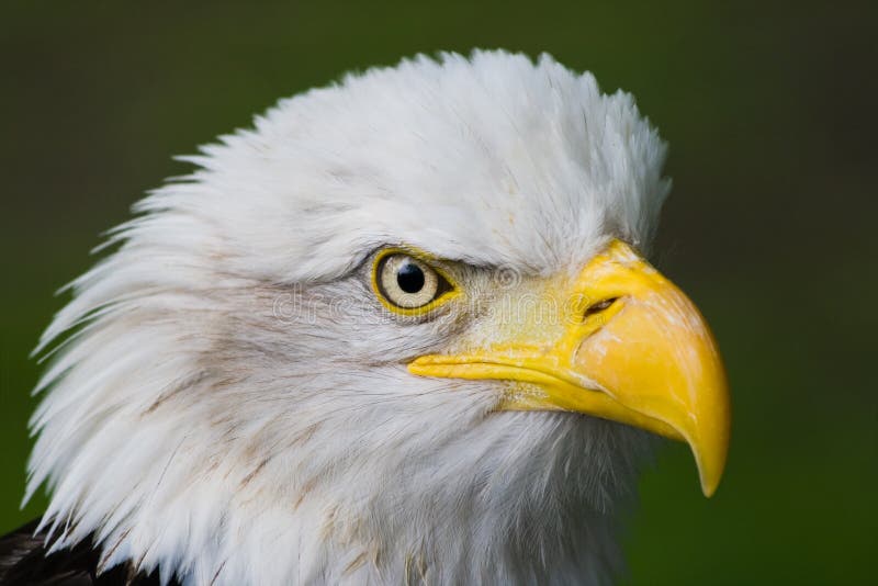 Head of Bald Eagle in Side Angle View Stock Photo - Image of ...