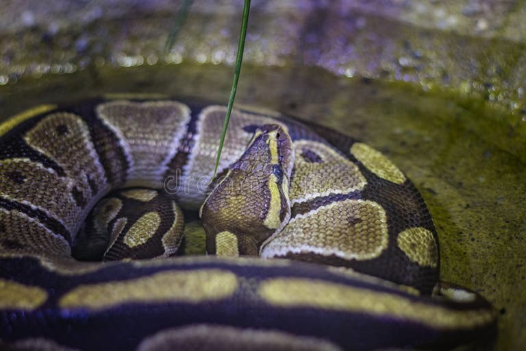 The Head of the Ball Python Python Regius, Also Known As the Royal ...