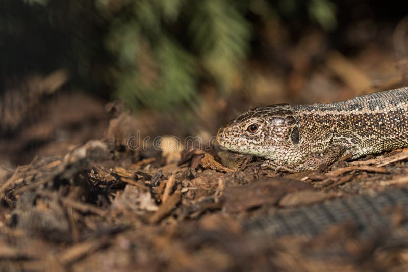 Head Basking Sand Lizard (Lacerta Agilis) in the Bark Mulch Stock Image ...