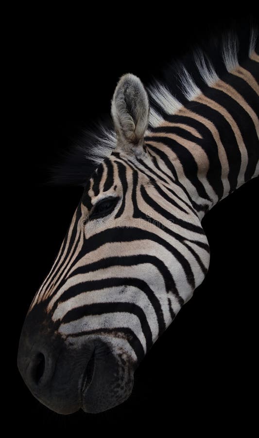 Head of a beautiful zebra stock image. Image of mammal - 193486605