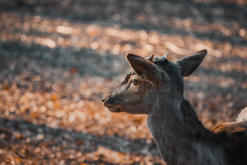 The Head of a Beautiful Deer Doe in a Sunlight. Wild Animal Stock Photo ...