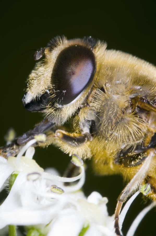 Head of bee stock photo. Image of pollen, face, animal - 35156728