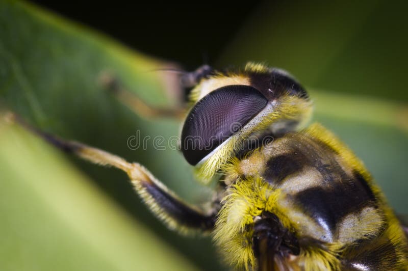 Head of bee on leaf stock photo. Image of nature, black - 29021898