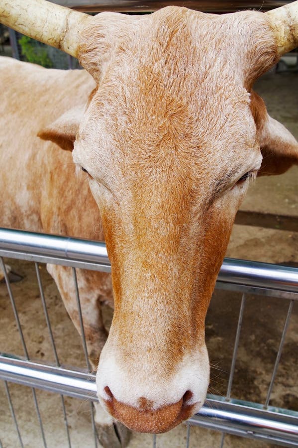 Head of a Big and Beautiful Cow Stock Photo - Image of horn, face ...