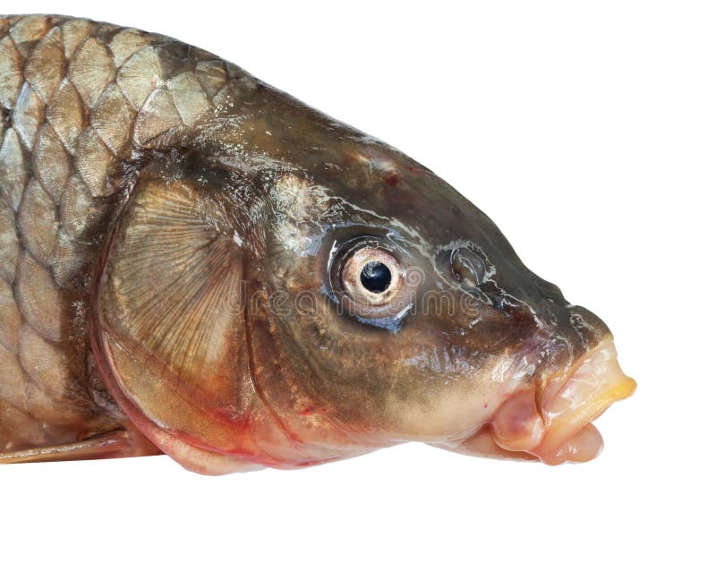 Head of big carp stock photo. Image of european, nature - 26635366