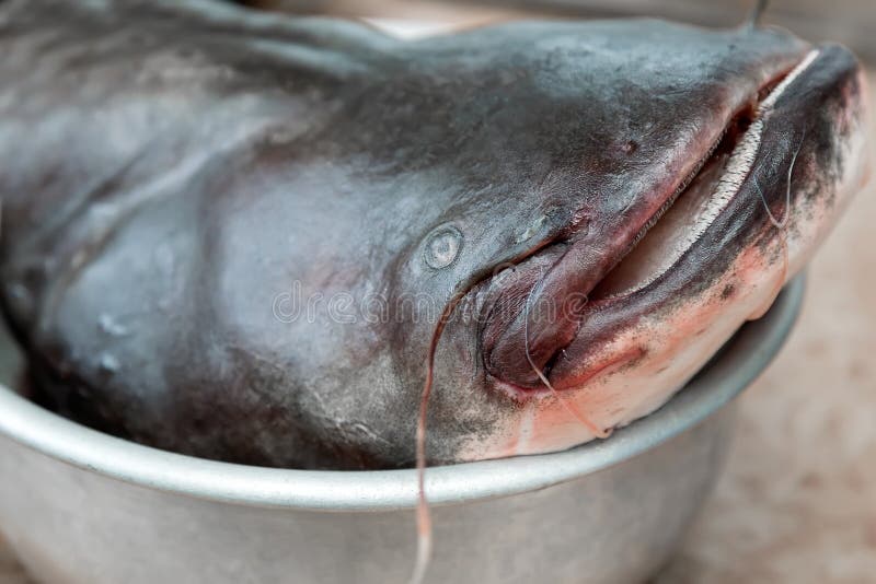 The Head of the Big Fish - Catfish. Stock Photo - Image of fresh, fish ...