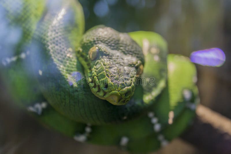 Head of a big green snake stock image. Image of snake - 145391841