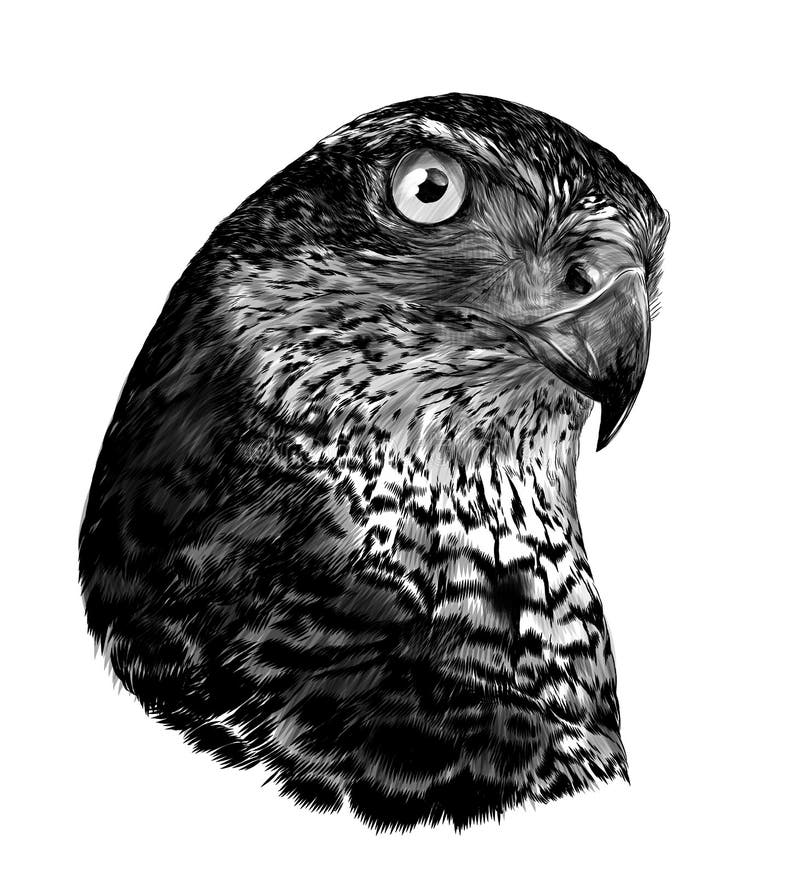 Realistic Hawk Stock Illustrations – 3,742 Realistic Hawk Stock ...