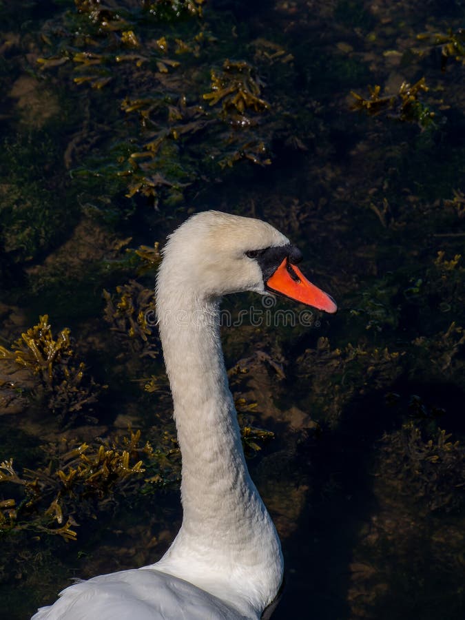 The Head of a Bird on a Long White Neck. Portrait of a Bird Stock Photo ...