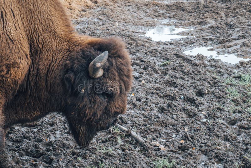 The Head of the Bison at Close Range Stock Image - Image of beast ...