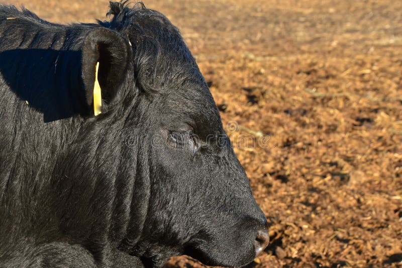 Head of a Black Angus Bull stock image. Image of closeup - 219449857