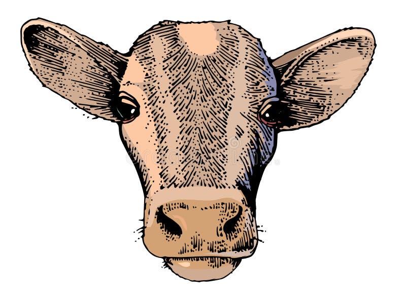 Calf Head Vector Isolated on a White Background. Frontal, Front View ...