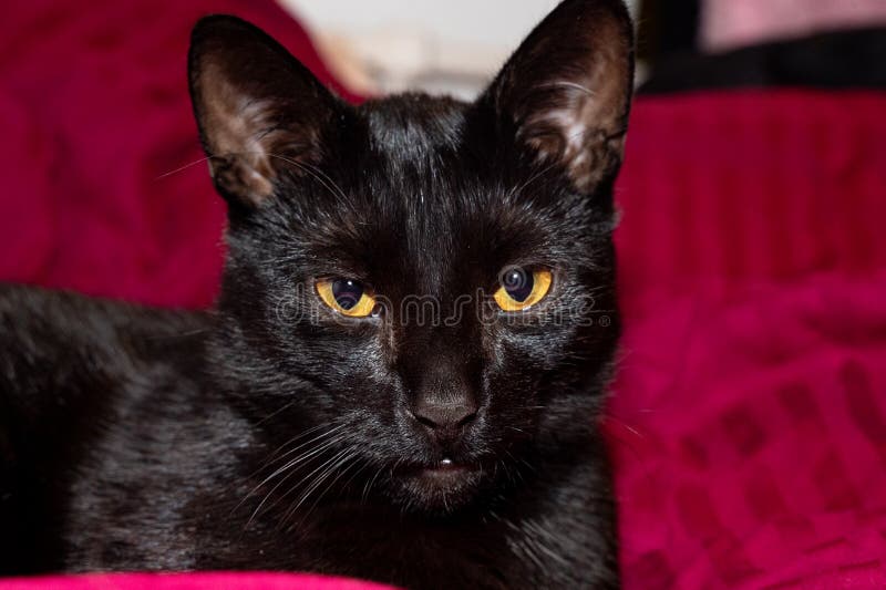 A black cat stock image. Image of animal, lazy, black - 265360699