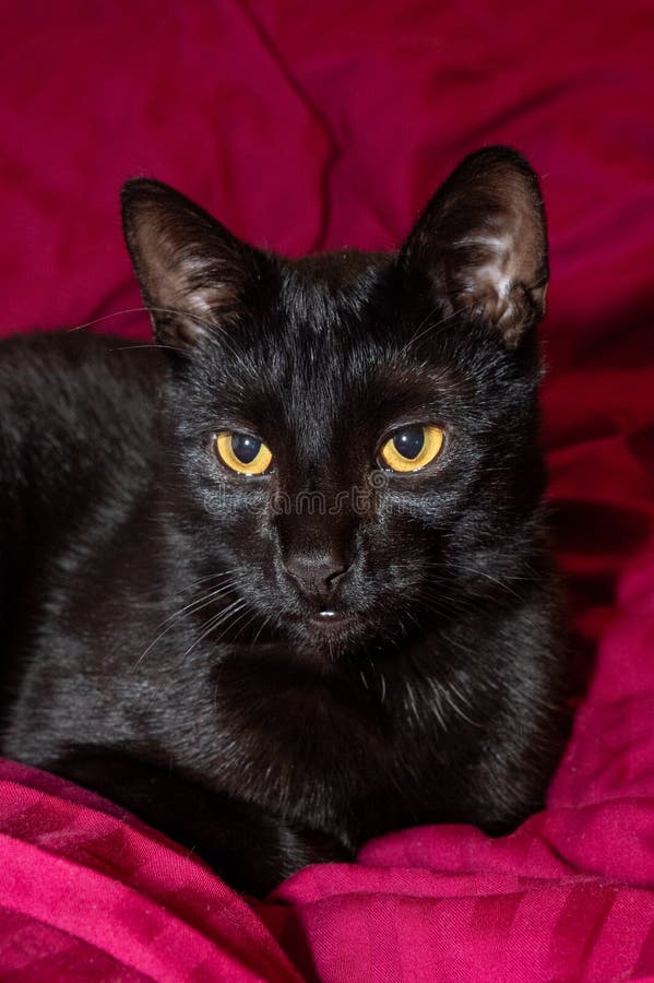 A black cat stock image. Image of head, gaze, whiskers - 265360531