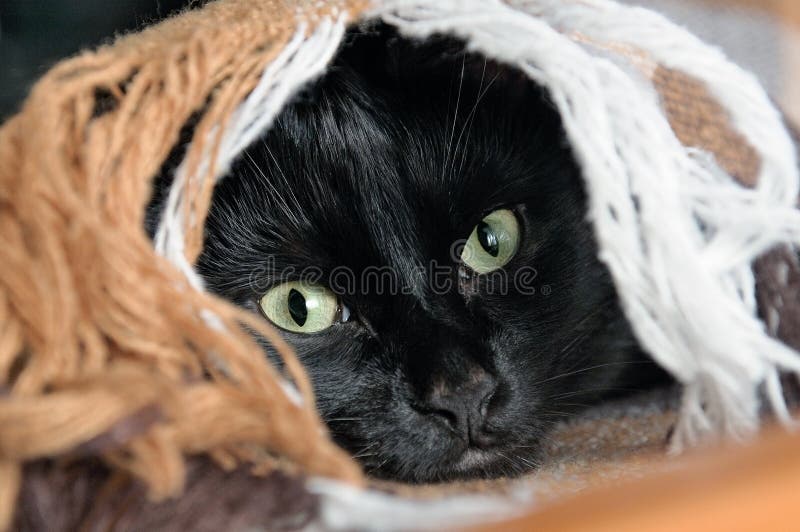 Head of a Black Cat Looks Out from Under a Plaid Stock Image - Image of ...