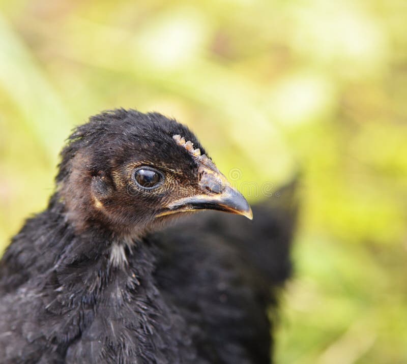 Head black chick closeup stock photo. Image of black - 94322278