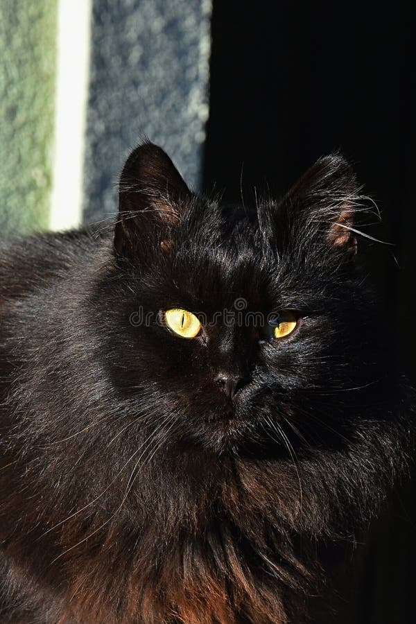 Head of Black Fluffy Young Tomcat Sitting in Front of White Stone Wall ...