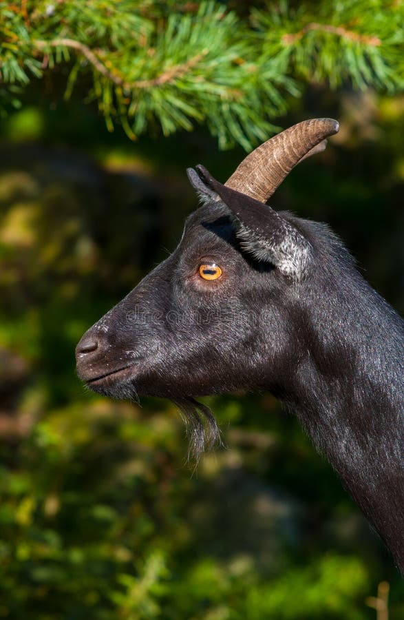 Head of a black goat.. stock photo. Image of food, yellow - 262954216