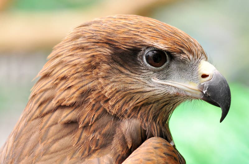 Head of Black Kite stock photo. Image of black, bill - 27501334