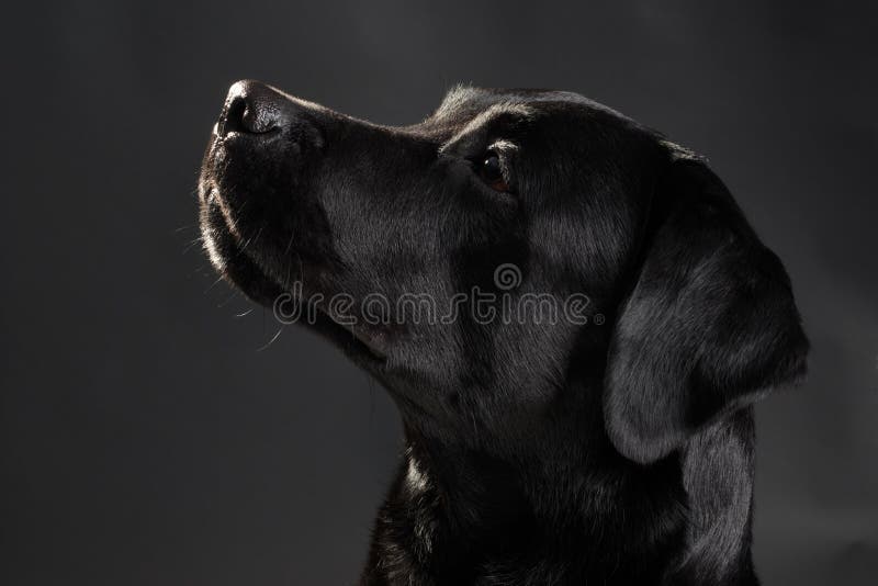 Head of black labrador dog stock image. Image of animal - 14028179