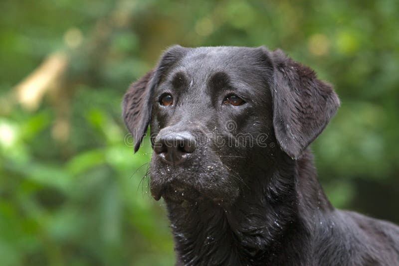 Head of a black labrador stock image. Image of forest - 42417011