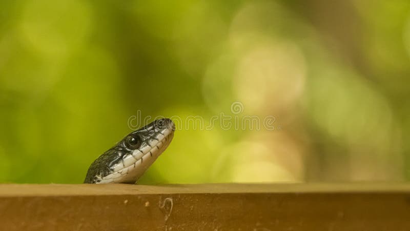 Head of Black Snake on Deck Stock Image - Image of scales, colorful ...