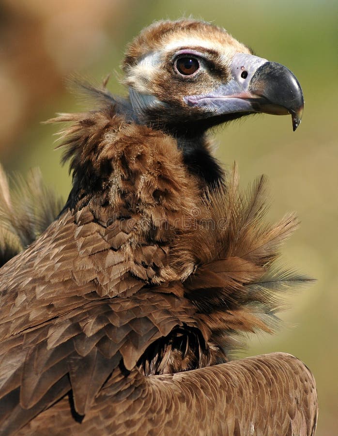 Head of a black vulture stock image. Image of vultures - 20115219