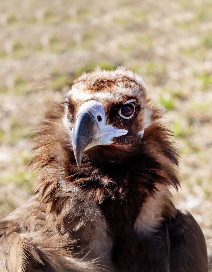 The Head of a Black Vulture with Sharp Eyes and a Sharp Beak on a Clear ...