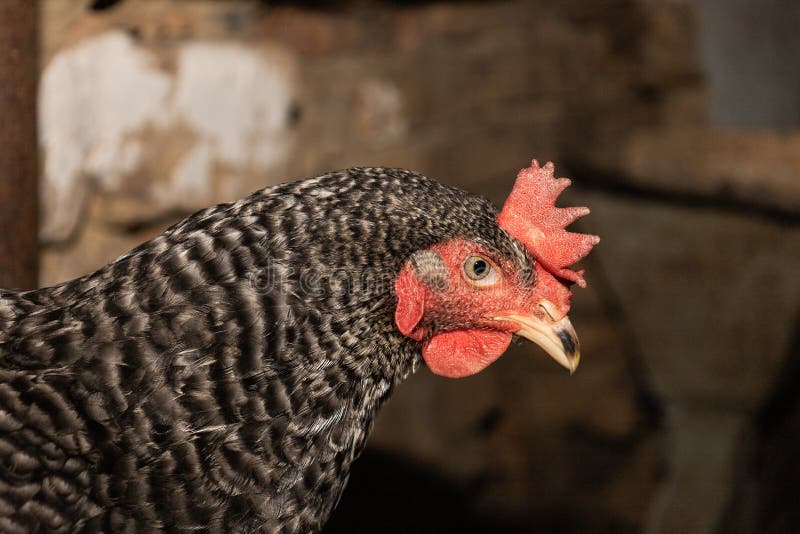 The Head of a Black and White Chicken Stock Photo - Image of meat ...