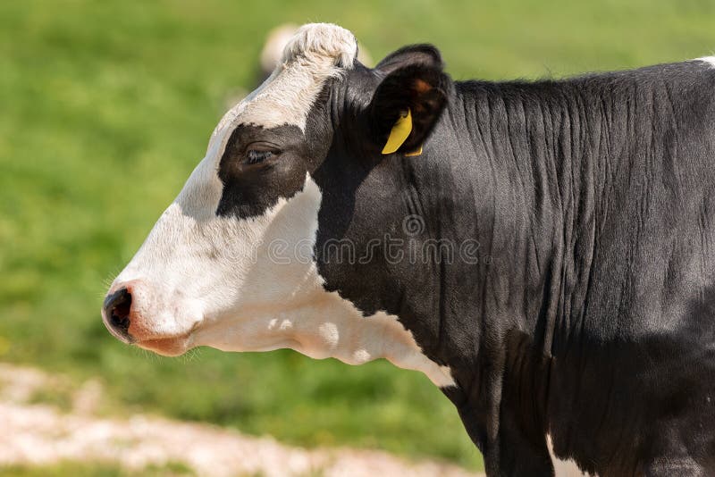 Head of a Black and White Cow - Side View Stock Image - Image of mammal ...