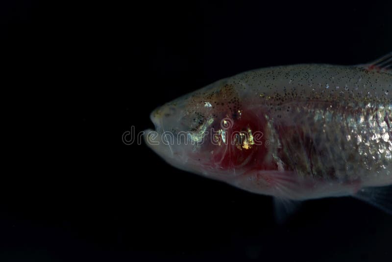 Head of a Blind Cave Fish, Astyanax Mexicanus Stock Image - Image of ...