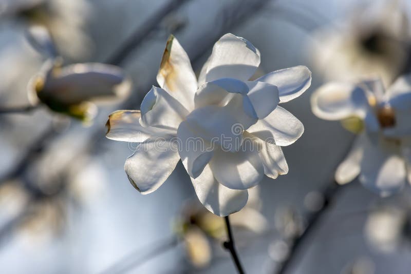 Head of Blooming Magnolia. Botany and Flowers Stock Photo - Image of ...