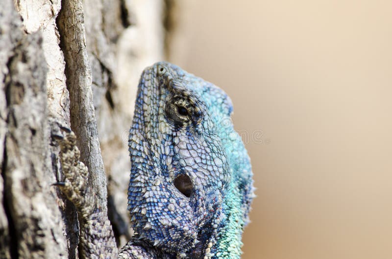 Head of blue headed lizard stock image. Image of agama - 29367445