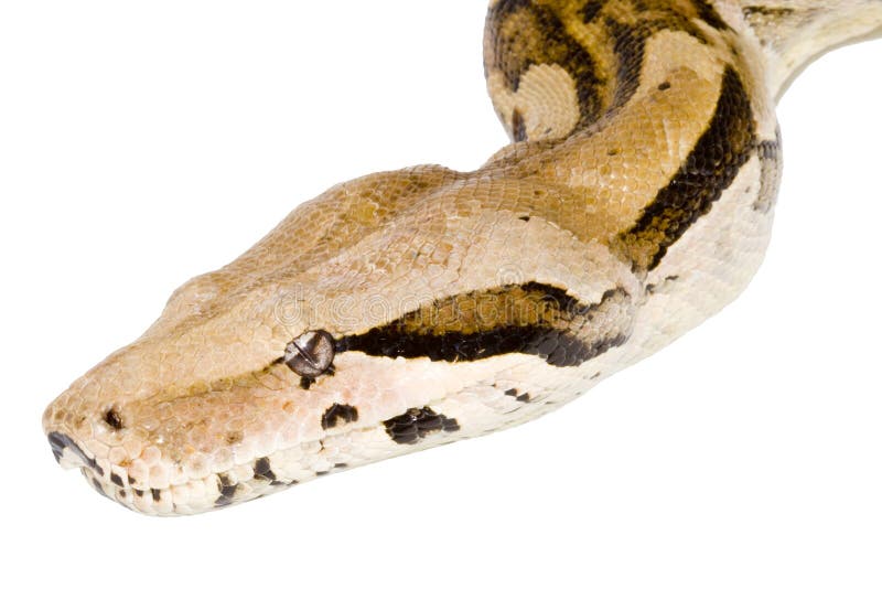 Head of a Boa stock image. Image of herpetology, mauritius - 6059305